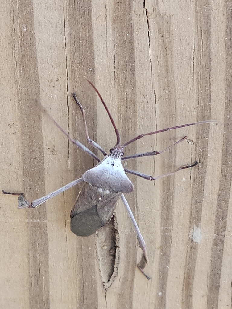 Giant leaf-footed bug from Saxapahaw, NC 27253, USA on November 16 ...