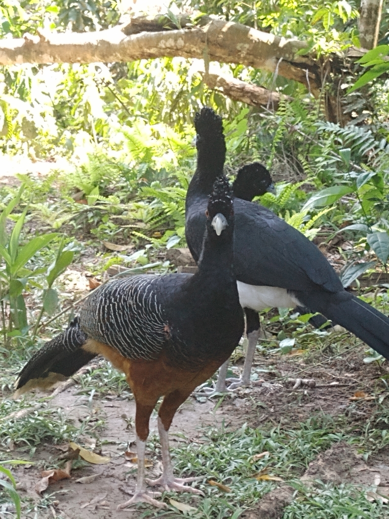 Blue-billed Curassow in November 2023 by JESUS ARMANDO TEUTA OTAVO ...