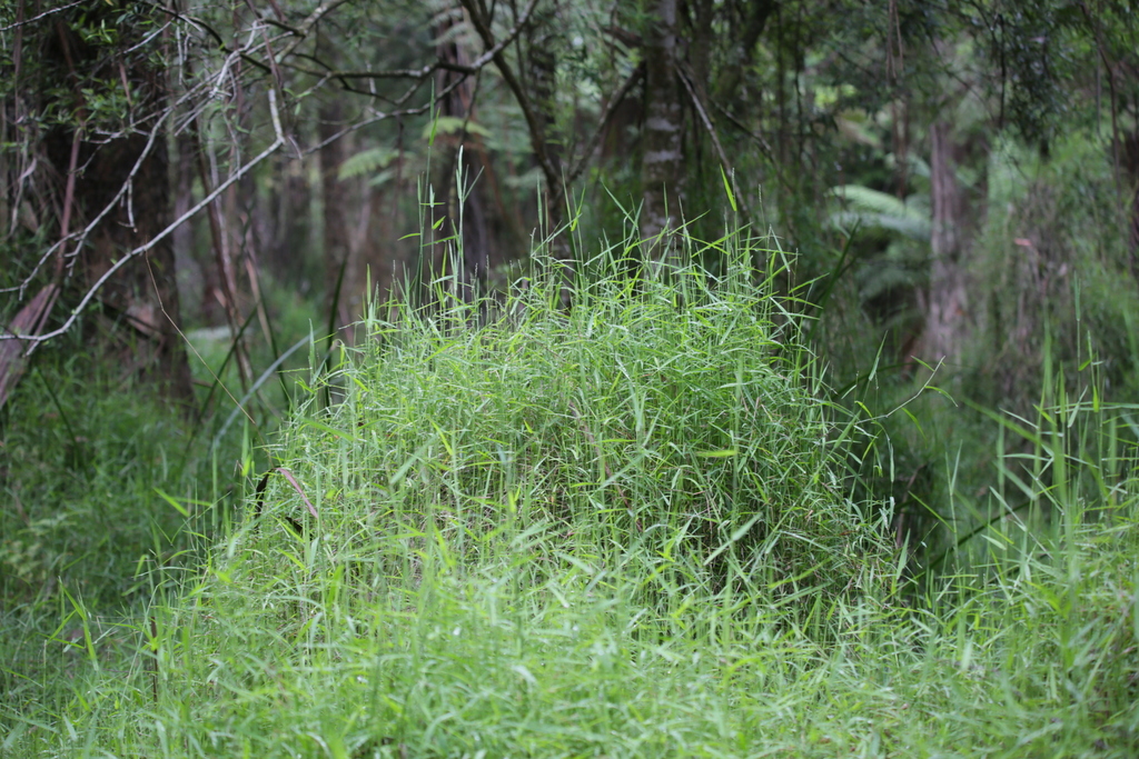 Forest Wire-grass from Melbourne VIC, Australia on November 14, 2023 at ...