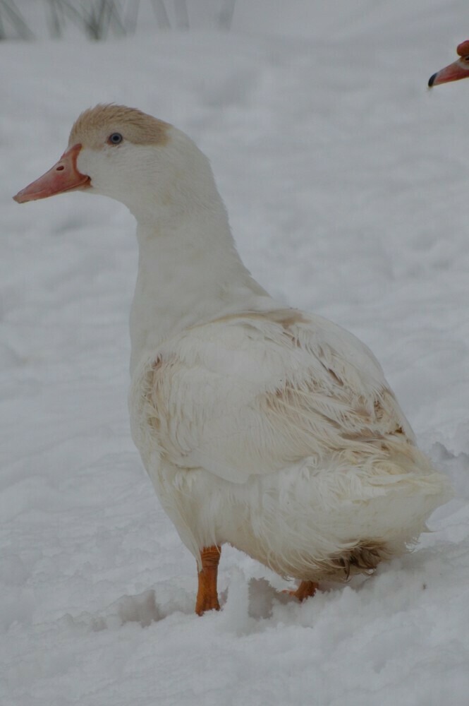 Mallard × Muscovy Duck from Soumagne, Belgium on January 23, 2023 at 09 ...