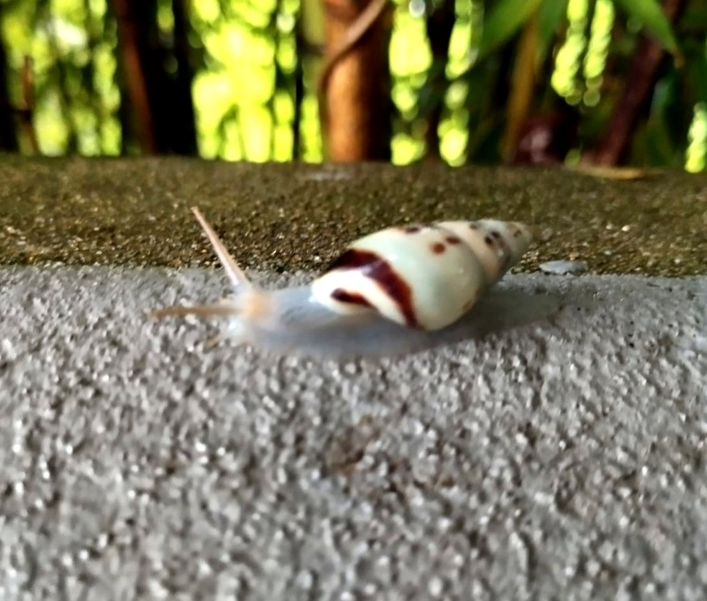 Mesembrinus interpunctus from Bento Franscisco - Geral Sao Miguel ...