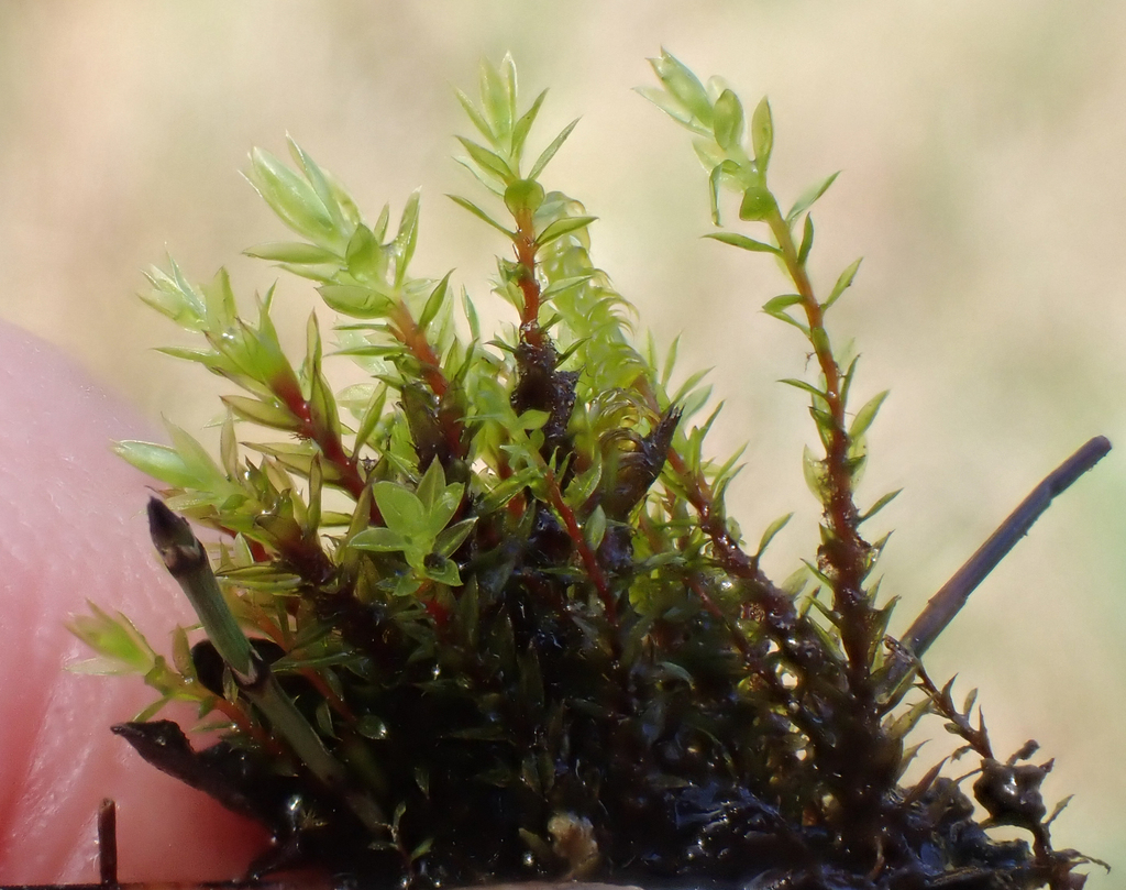 Long-leaved Thread Moss from Addison County, VT, USA on November 15 ...