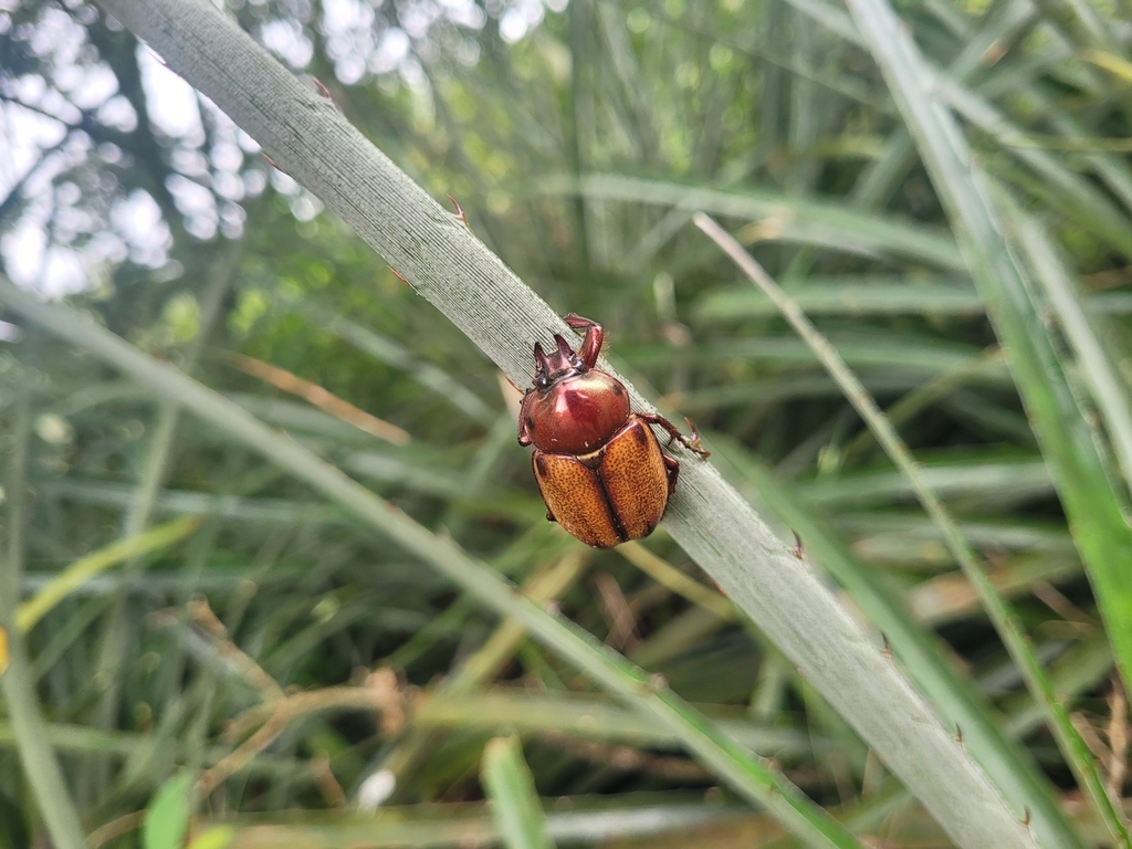 Agaocephala inermicollis from Campus UFRGS - Agronomia - Agronomia ...