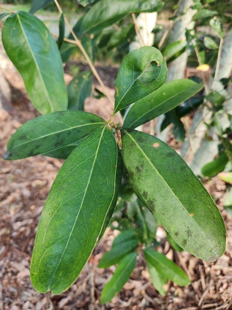 Notelaea longifolia from The Gap QLD 4061, Australia on November 17 ...