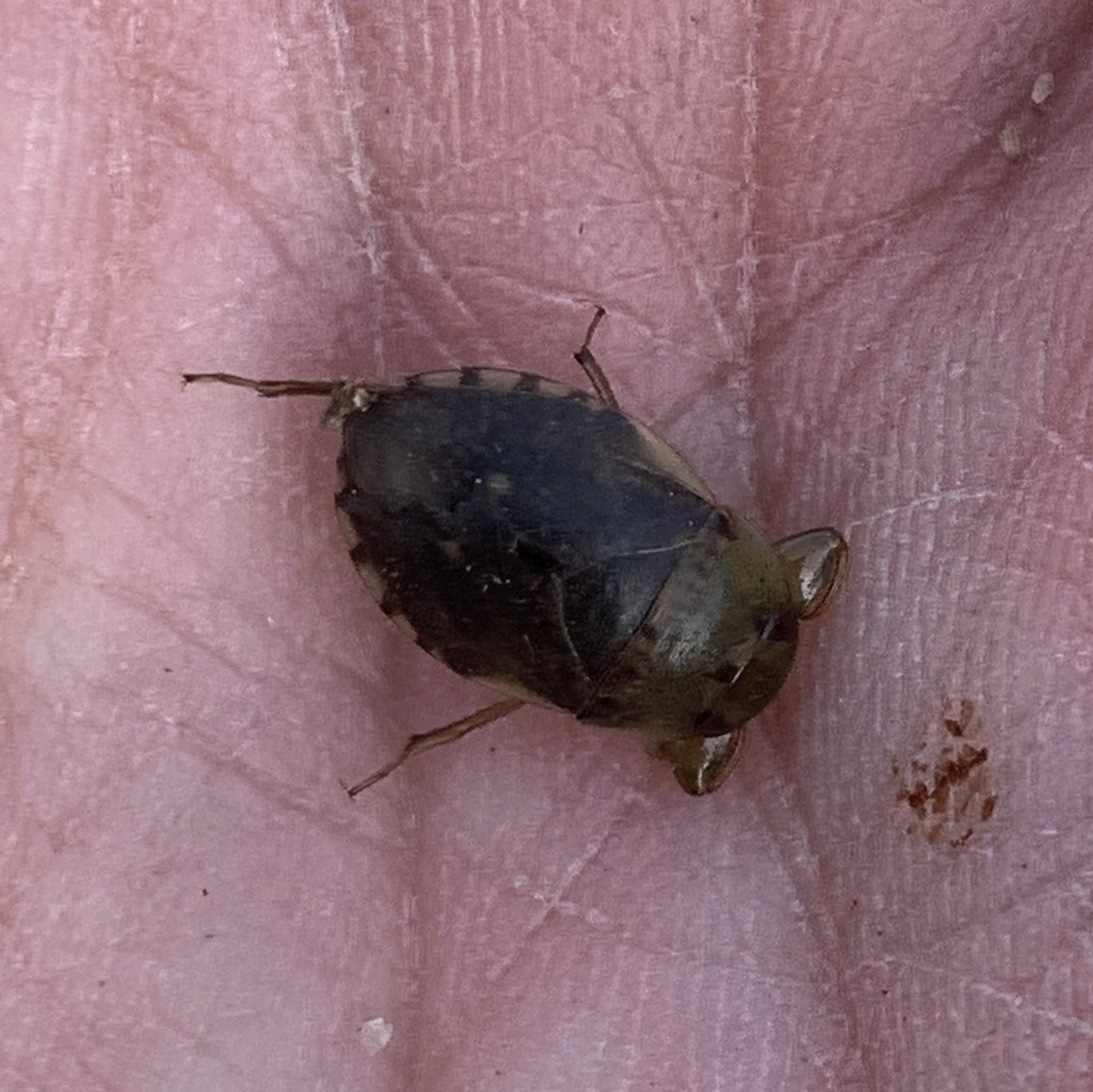 Pelocoris femoratus from Millcreek Township, PA, US on November 16 ...