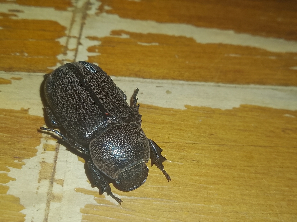 Cryptodus from Wattle Grove QLD 4610, Australia on November 15, 2023 at ...