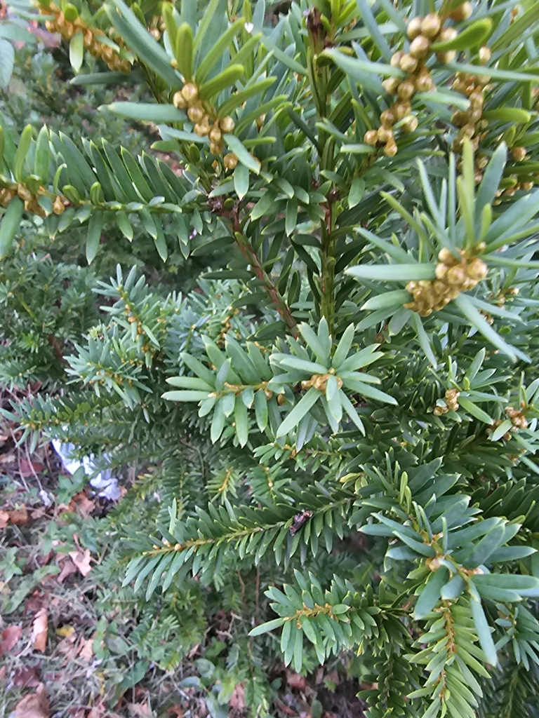 common yew from Allegany County, US-MD, US on November 16, 2023 at 04: ...