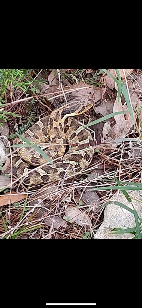 Eastern Hognose Snake from County Road 239, Rising Star, TX, US on ...