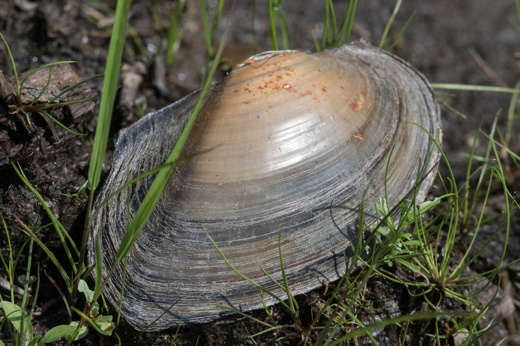 Giant Floater in July 2023 by Joshua Lincoln · iNaturalist