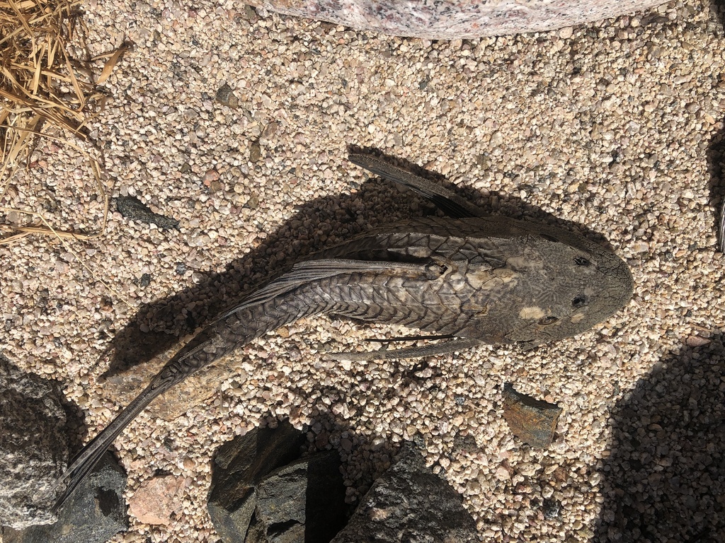 Sailfin Catfishes from La Paz, MX-BS, MX on November 10, 2023 at 11:07 ...