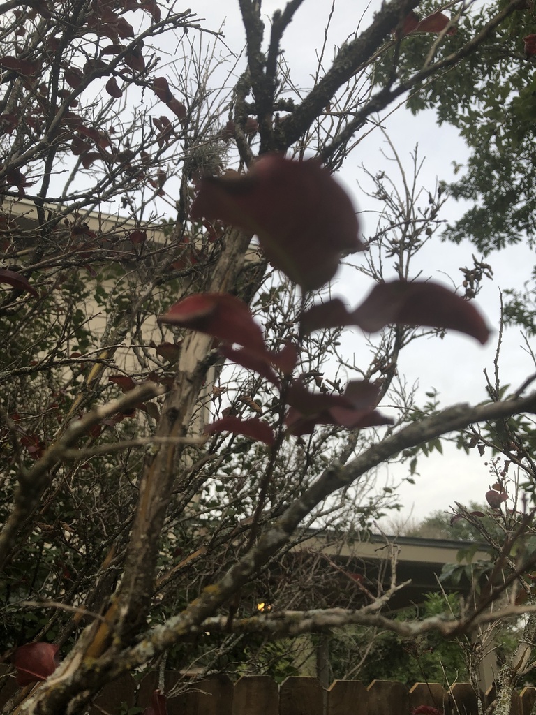 Texas Barberry from Palomino Bend, 圣安东尼奥, TX, US on November 16, 2023 ...