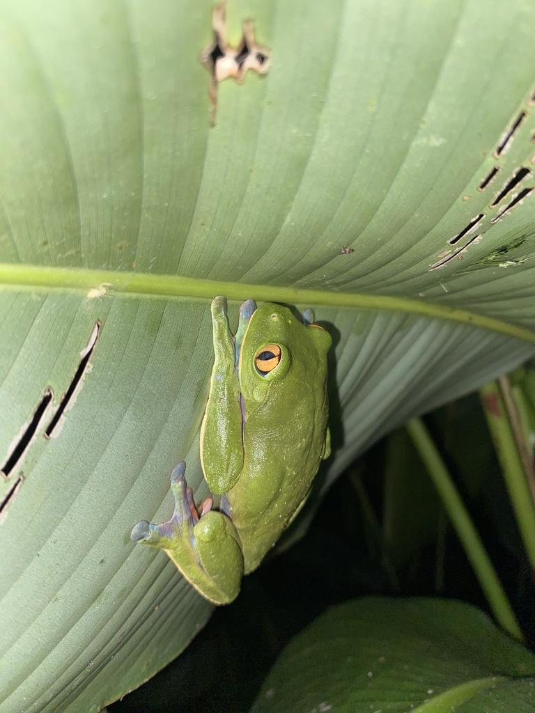 Blue-sided Tree Frog in November 2023 by tiffany quirós · iNaturalist