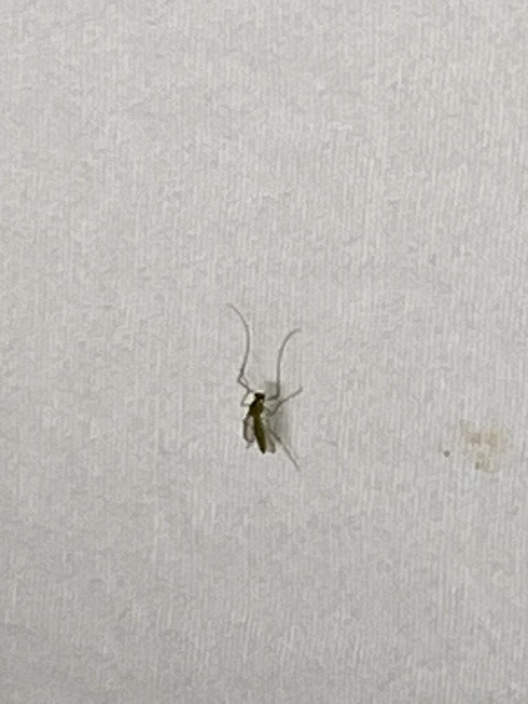 Tanytarsini from NW Military Hwy, San Antonio, TX, US on November 16 ...