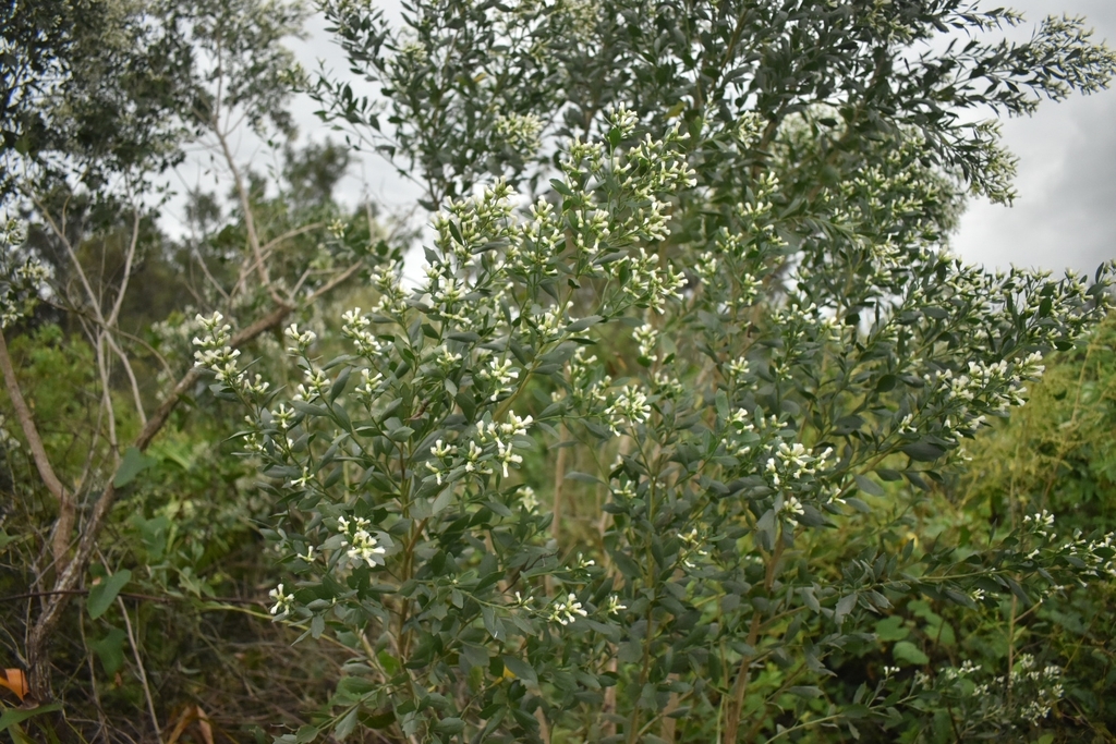 groundsel tree from Myakka City, FL 34251, USA on November 13, 2023 at ...
