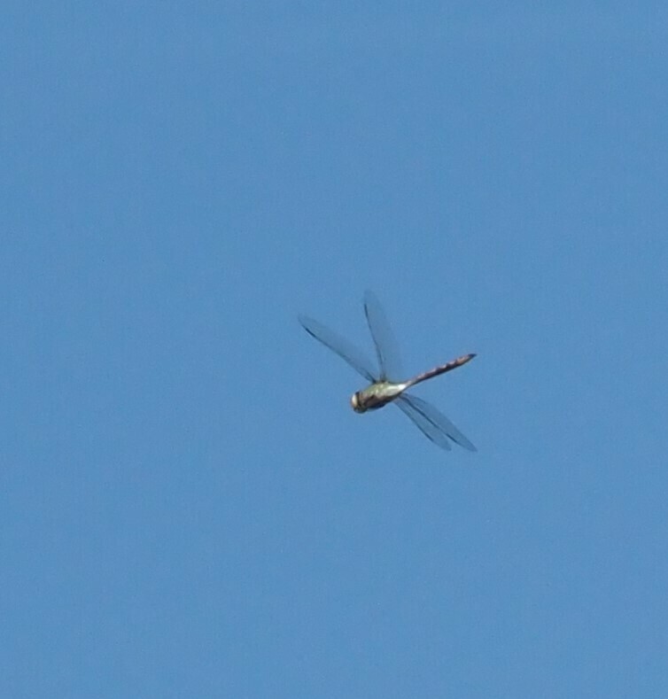 Common Green Darner from Essex County, ON, Canada on November 16, 2023 ...