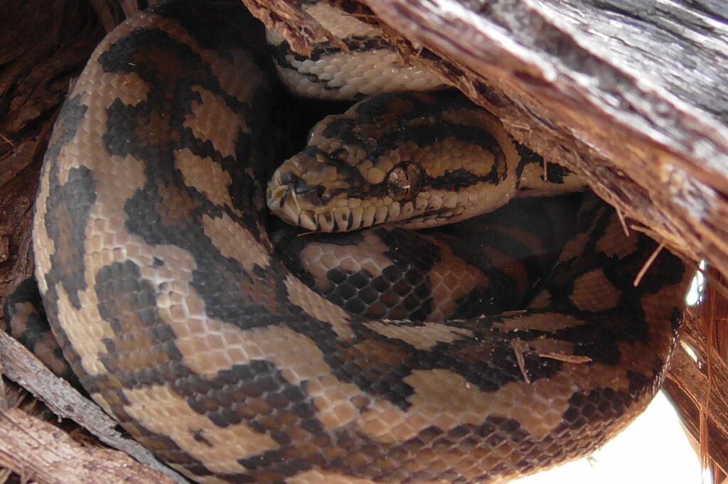 Carpet Python from Watsonville QLD 4887, Australia on November 17, 2023 ...