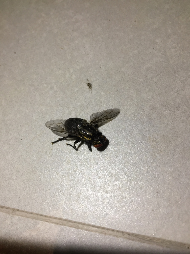 Bot Flies, Blow Flies, and Allies from Los Ángeles, Provincia de ...