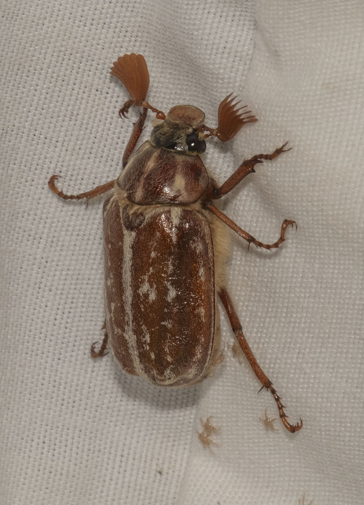 Variegated June Beetle in July 2023 by Owen Ridgen · iNaturalist