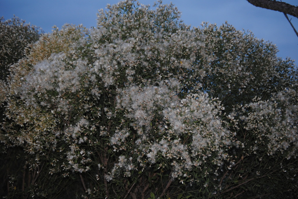 groundsel tree from Gulf Breeze, FL, USA on November 16, 2023 at 06:16 ...