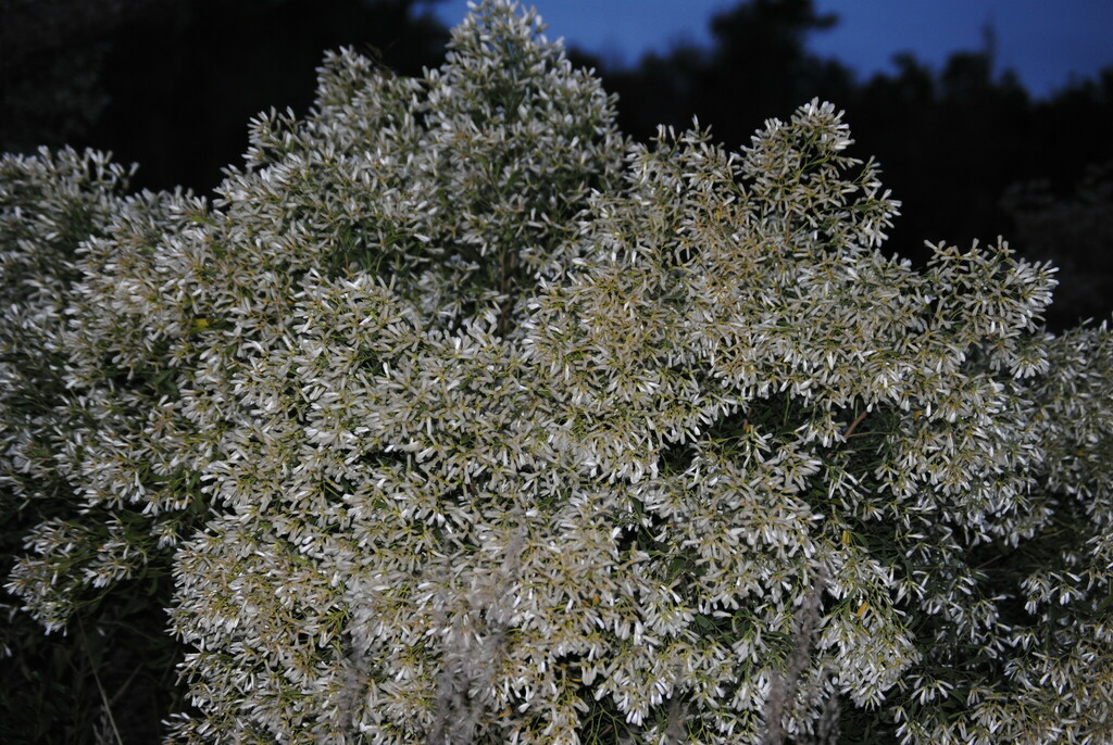 groundsel tree from Gulf Breeze, FL, USA on November 16, 2023 at 06:22 ...