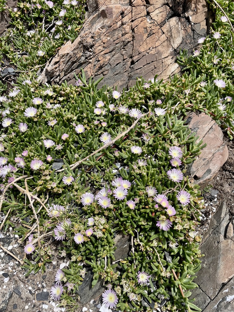 New Zealand Ice Plant from Anchor Bay, Rodney Ward, Auckland, NZ on ...