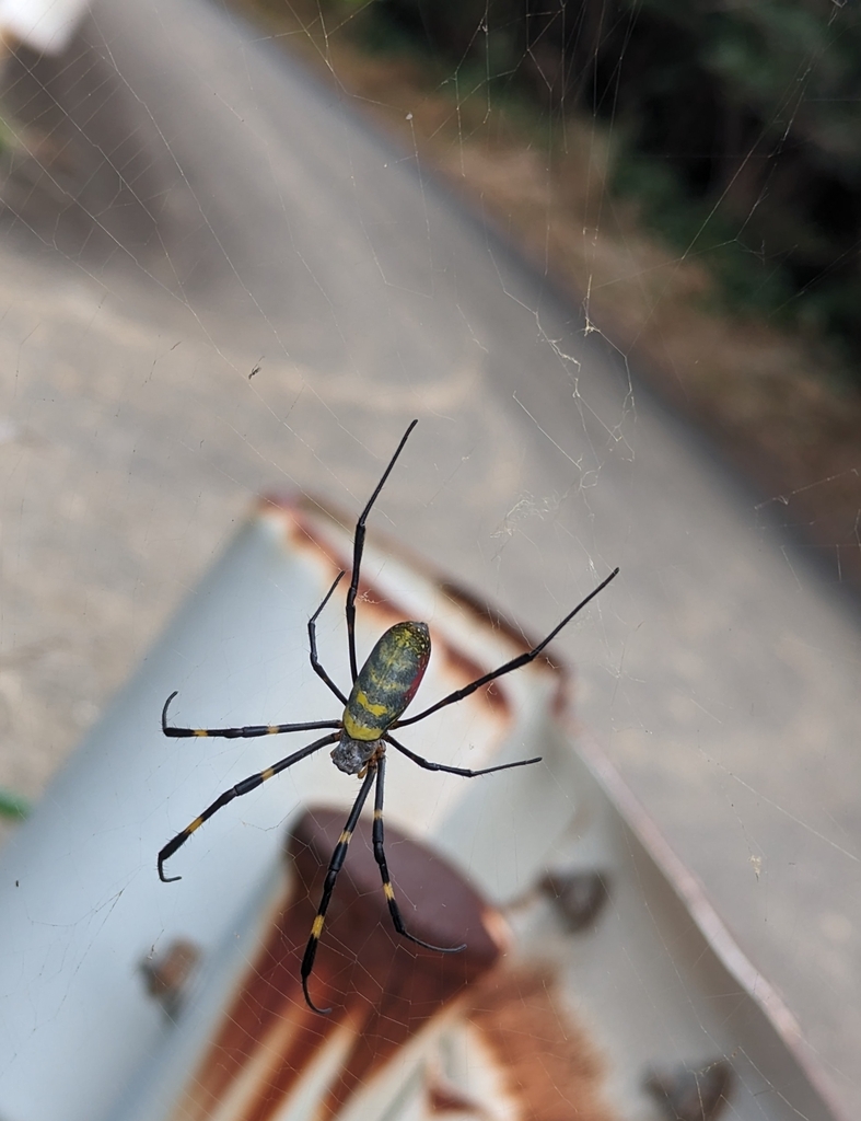 Joro Spider from 5-7 Hirauchi, Yakushima, Kumage District, Kagoshima ...