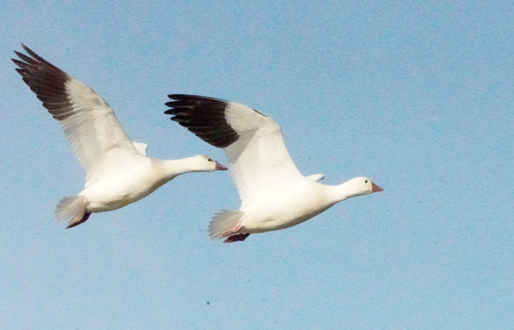 Snow × Ross's Goose from Colusa County, CA, USA on November 11, 2023 at ...