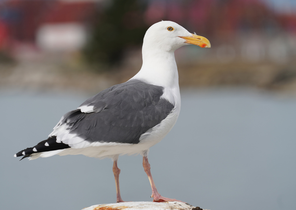 Western Gull from Oakland, CA, USA on November 16, 2023 at 11:25 AM by ...