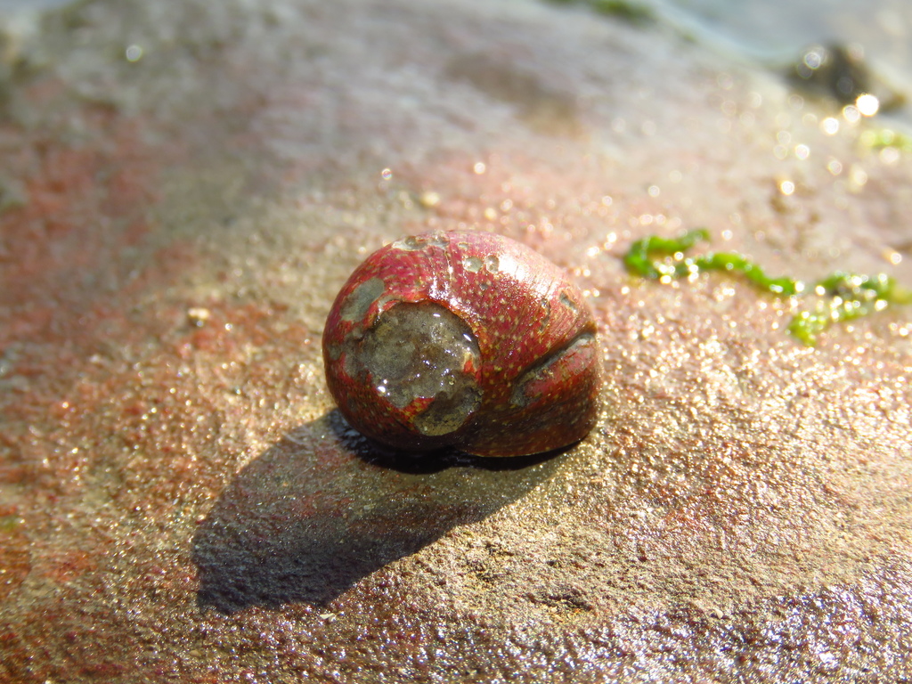Clithon pulchellum from Bandstand Intertidal on March 19, 2019 at 03:52 ...