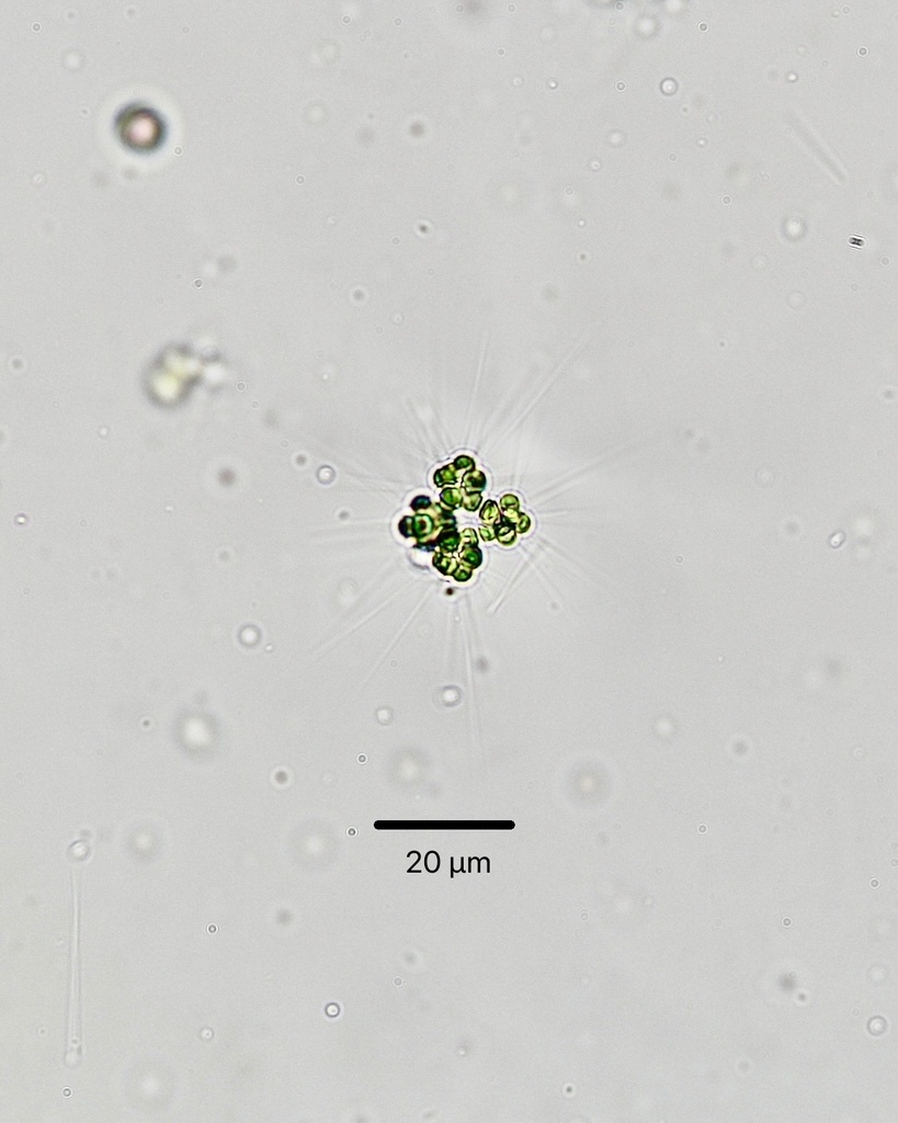 Micractinium pusillum from คลองบางหลวงเชียงราก, อำเภอเมืองปทุมธานี, จ. ...