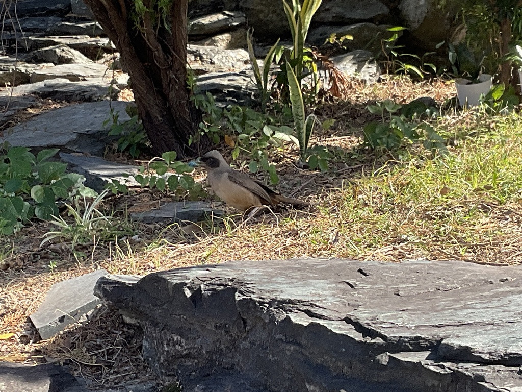 Masked Laughingthrush from 沙田公園, 沙田, 新界, HK on November 17, 2023 at 02: ...