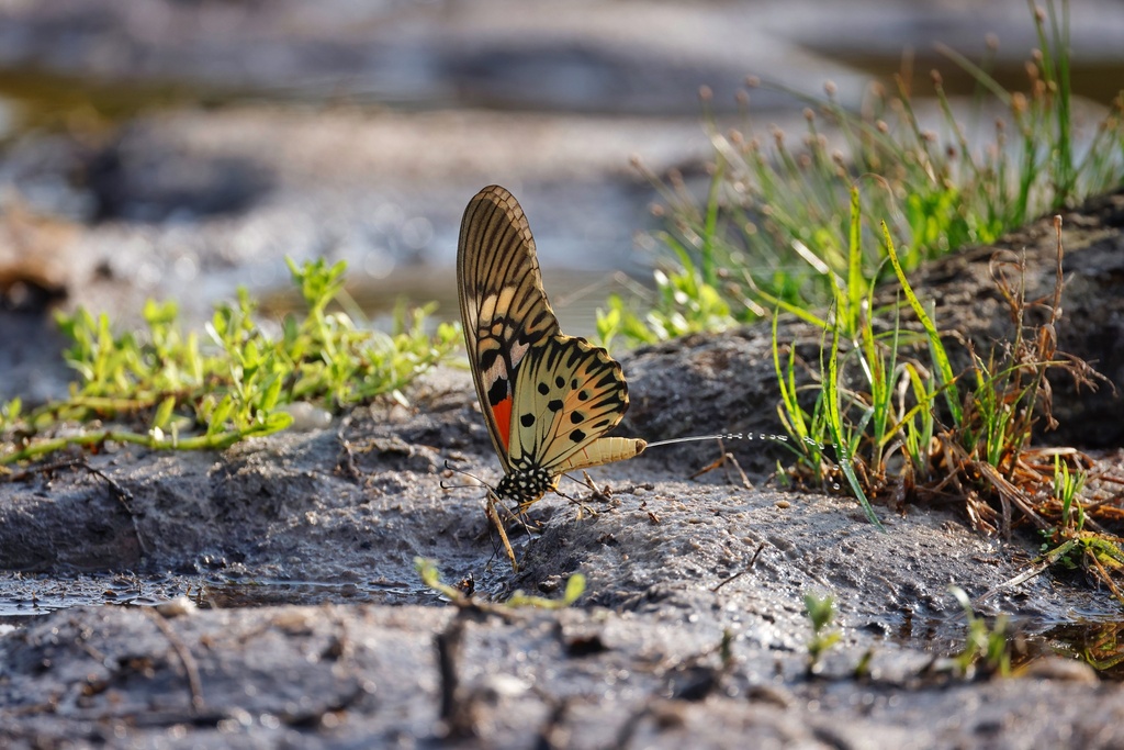 Giant African Swallowtail from Parc national d'Odzala-Kokoua, Cuvette ...