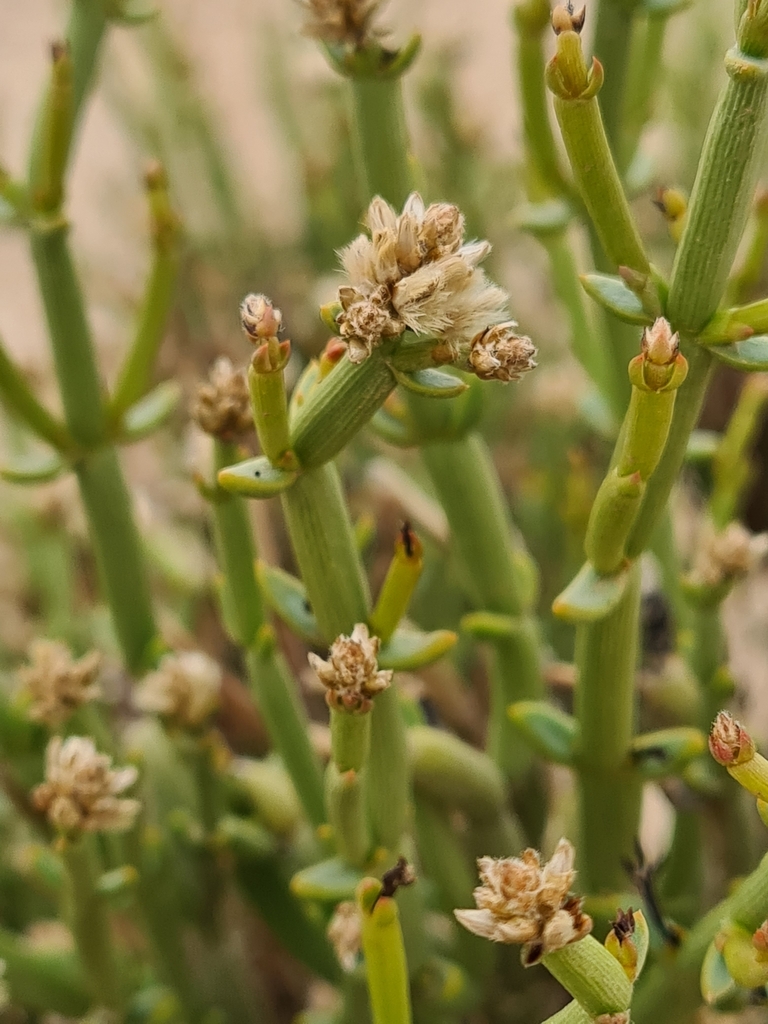 Pencil bush from Erongo Region, Namibia on November 16, 2023 at 11:17 ...