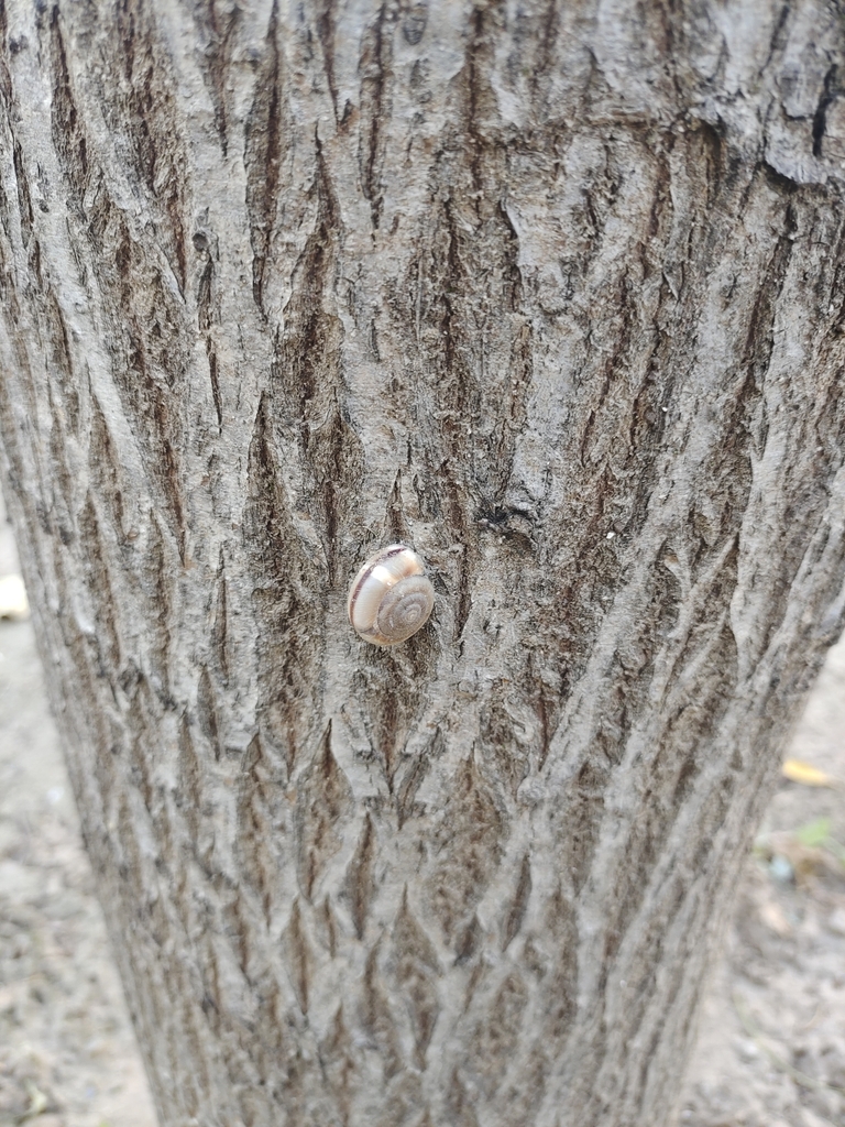 Cathaica fasciola from Beijing, Beijing, CN on November 17, 2023 at 02: ...