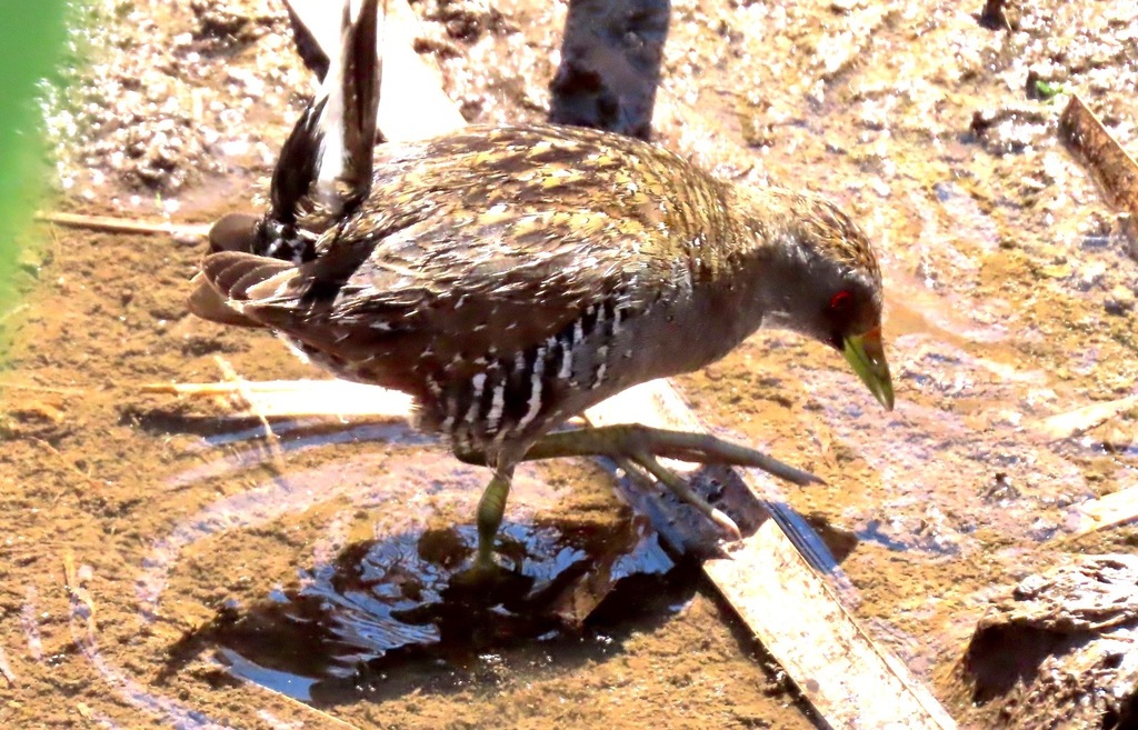 Australian Crake from Batemans Bay NSW 2536, Australia on November 6, 2023 at 12:21 PM by Nerida ...