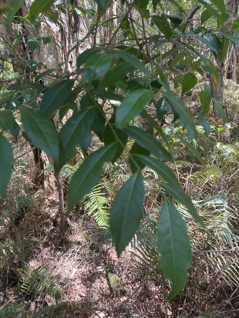 Cheese Tree from Coombabah, QLD, AU on November 17, 2023 at 09:54 AM by ...