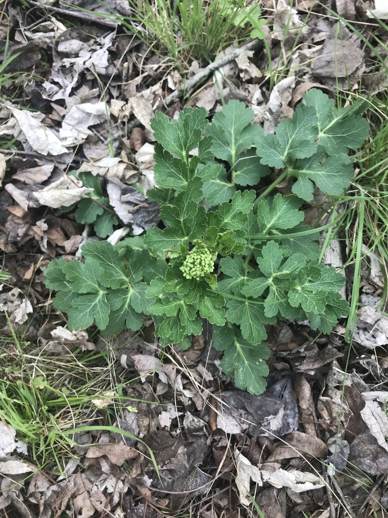 Texas Prairie Parsley from 339 Rittimann Rd, Spring Branch, TX, US on ...