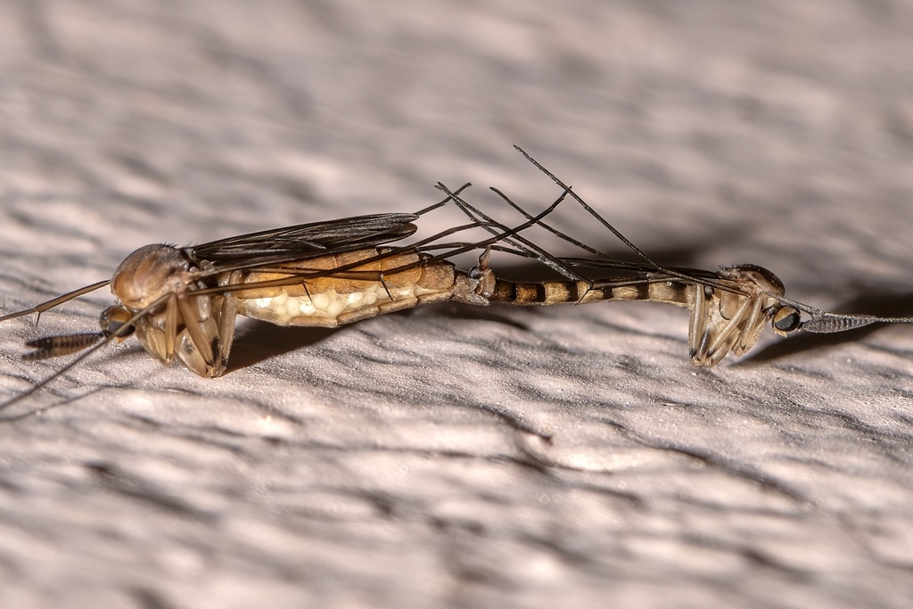 Keroplatinae from Corfu, Magoulades, Ionian Islands, GR on November 15 ...