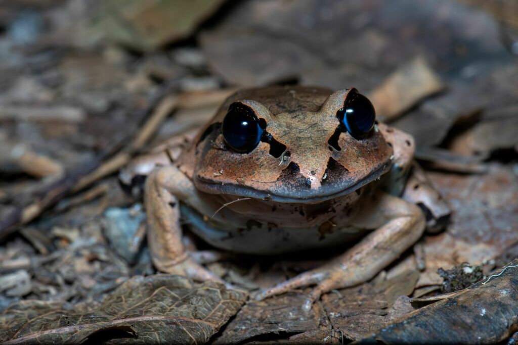 Great Barred-Frog from Mount Glorious QLD 4520, Australia on November ...