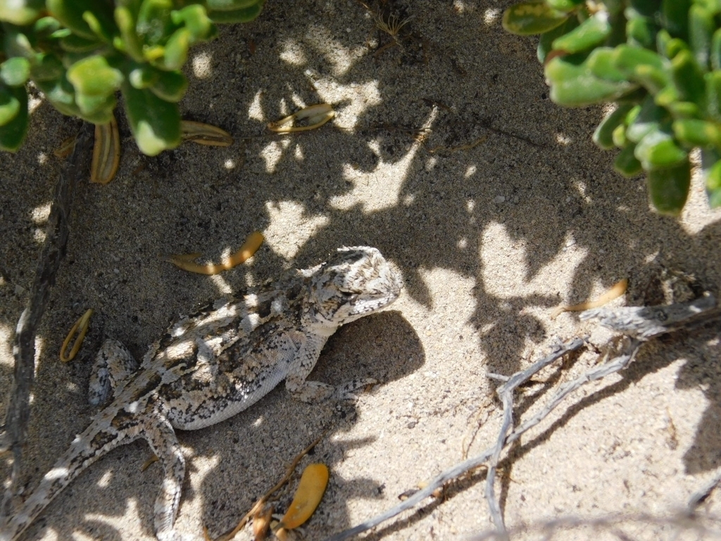 Southern Heath Dragon from Inneston SA 5577, Australia on November 16 ...