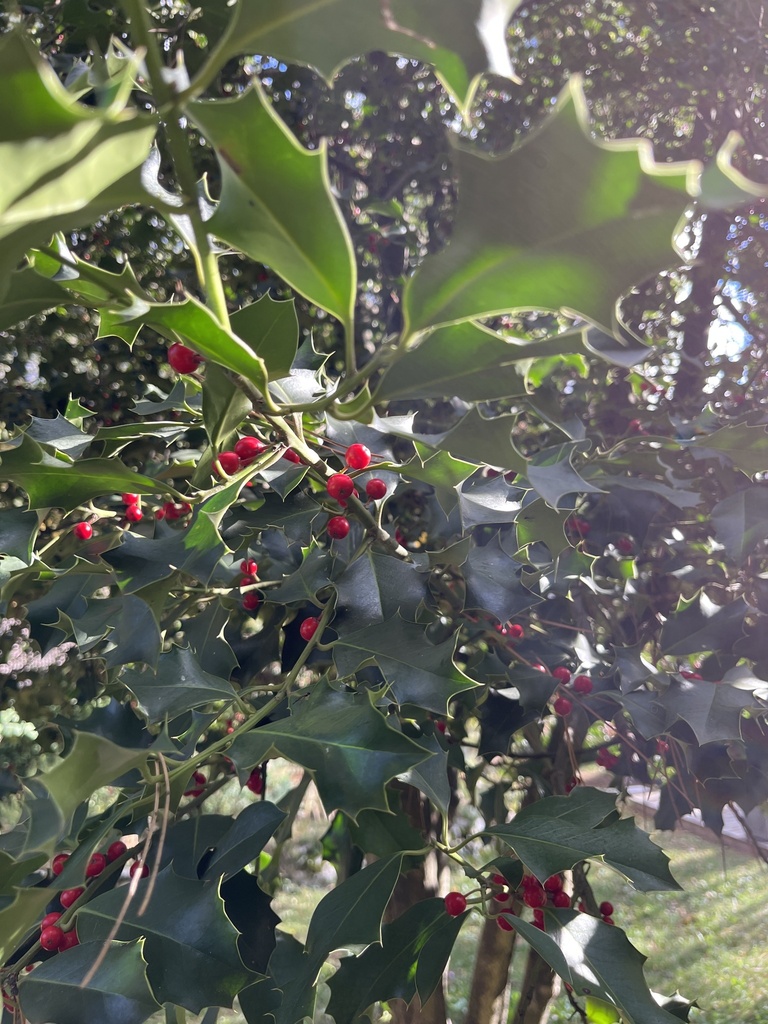 European holly from Parc Naturel Régional de Chartreuse, Saint-Égrève ...