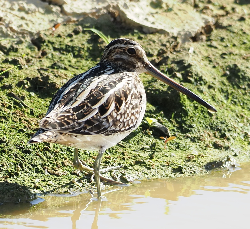 Common Snipe in November 2023 by S Dowell · iNaturalist
