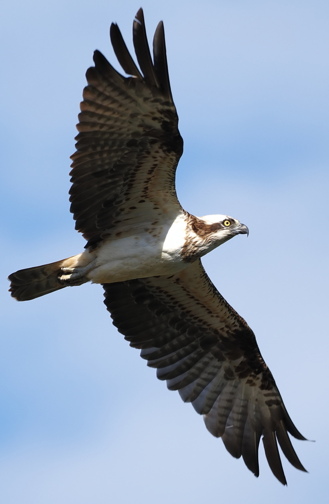 Osprey in November 2023 by S Dowell · iNaturalist