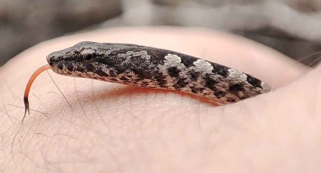 Western Bark Snake from Chimbemba, Angola on November 16, 2023 at 09:29 ...