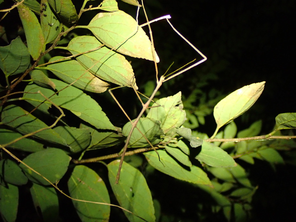 Ramulus caii from 511台灣彰化縣社頭鄉 on November 4, 2023 at 07:47 PM by 王瑜鈞 ...