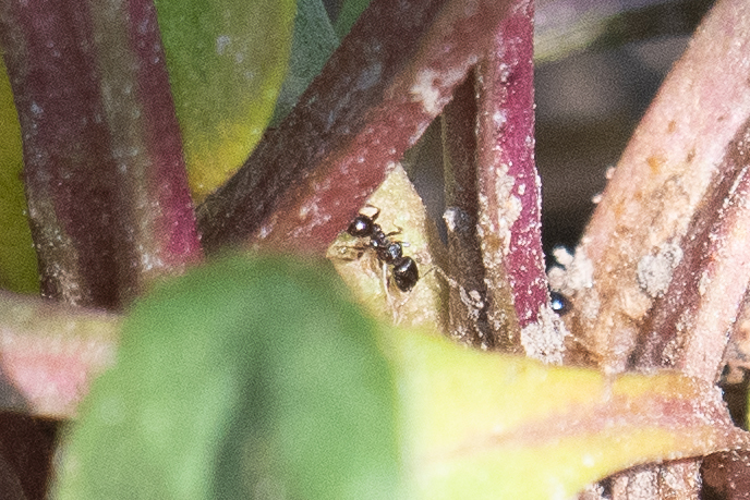 Japanese Pavement Ant from The Southampton, St. Louis, MO 63109, USA on ...