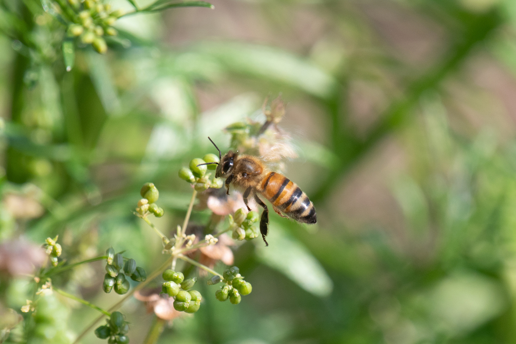 Western Honey Bee from The Southampton, St. Louis, MO 63109, USA on ...