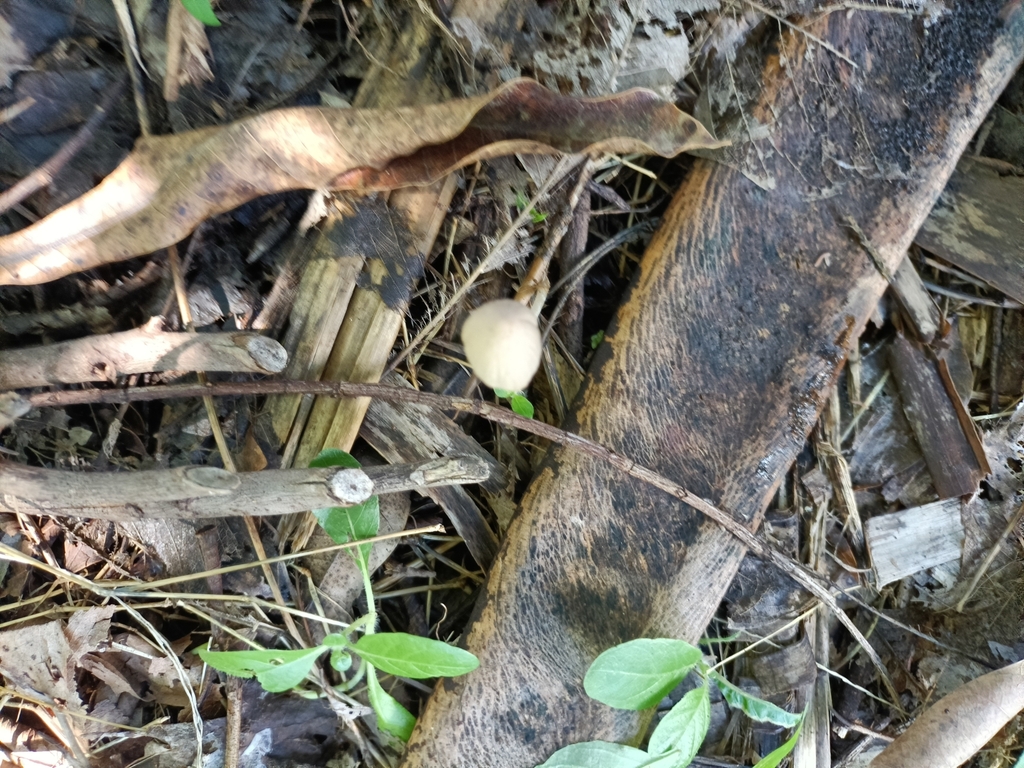 Psilocybe weraroa from 10 de Abril, 77622 Cozumel, Q.R., México on ...