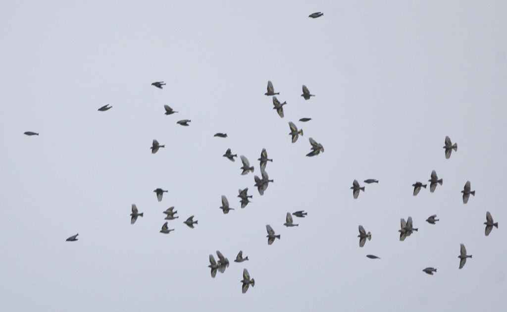 Pine Siskin from Cedar Hill, TX, USA on November 4, 2023 at 08:54 AM by ...