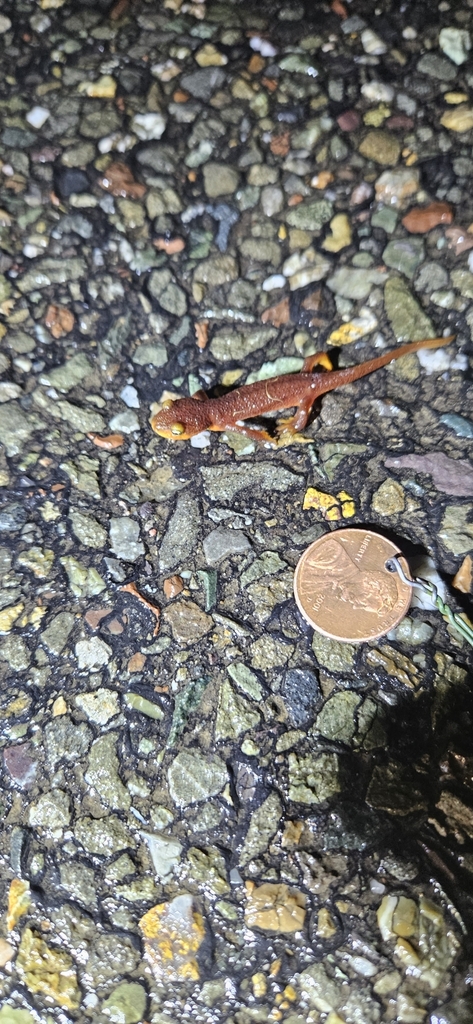 California Newt from Marin County, US-CA, US on November 16, 2023 at 09 ...